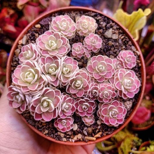 Etobur Bitkiler | Dionaea, Drosera, Sarracenia ve Daha Fazlası | mobuflora