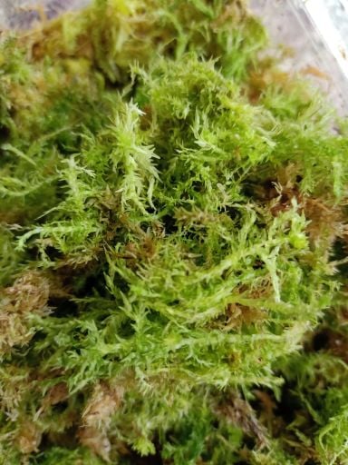 Etobur Bitkiler | Dionaea, Drosera, Sarracenia ve Daha Fazlası | mobuflora
