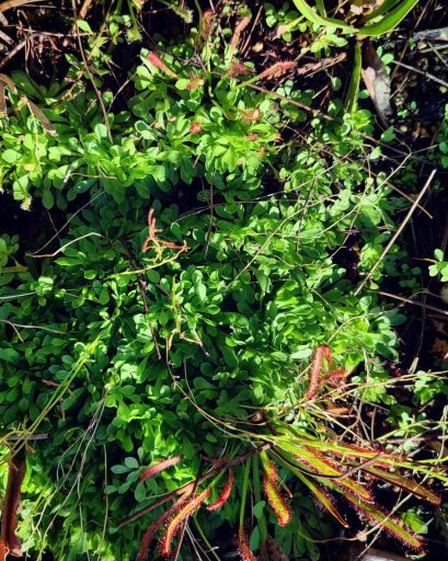 Etobur Bitkiler | Dionaea, Drosera, Sarracenia ve Daha Fazlası | mobuflora