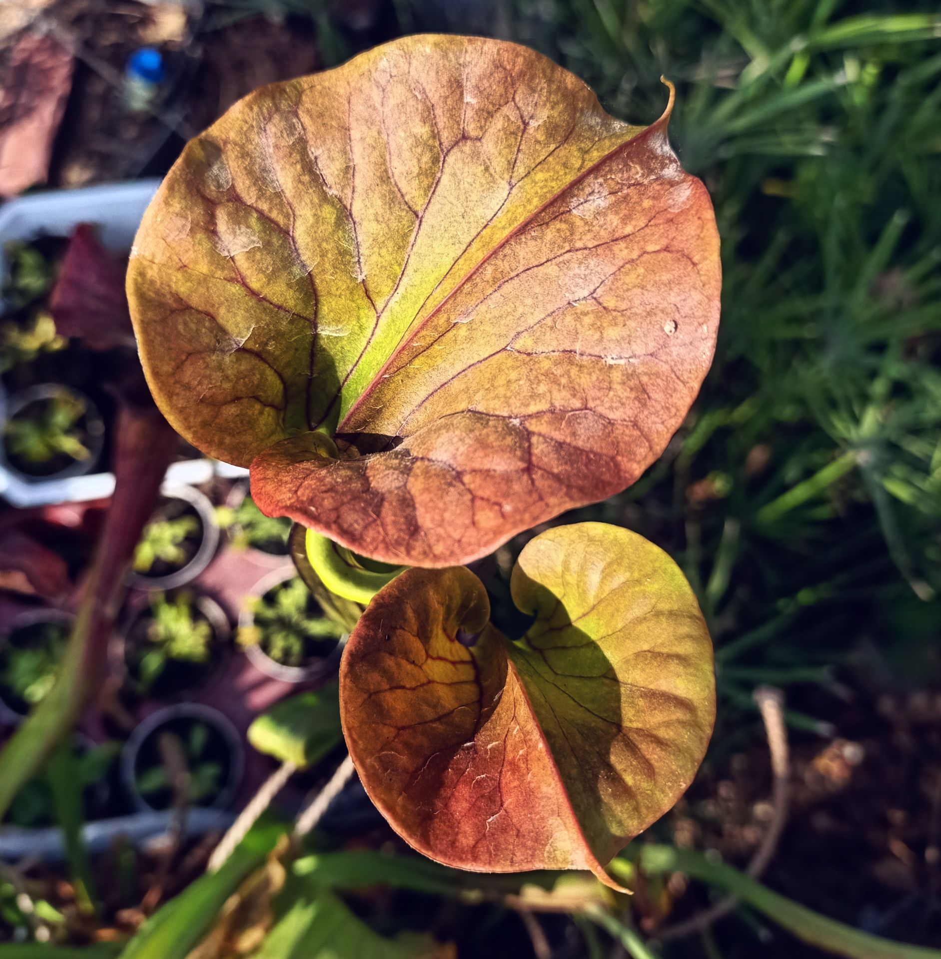 Sarracenia Flava Cuprea - Esmer İbrikli Etobur Bitki