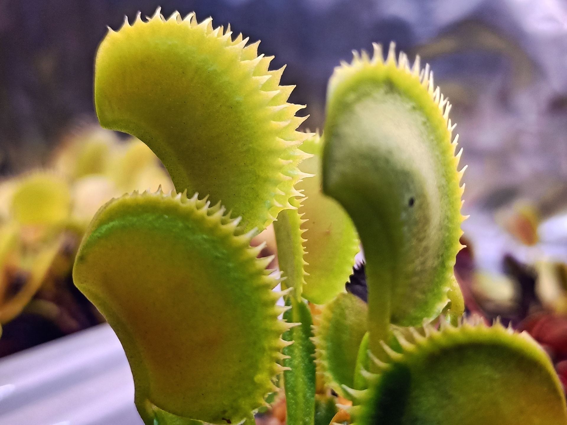 Dionaea Muscipula Shark Teeth - Özel Tür Etobur Bitki