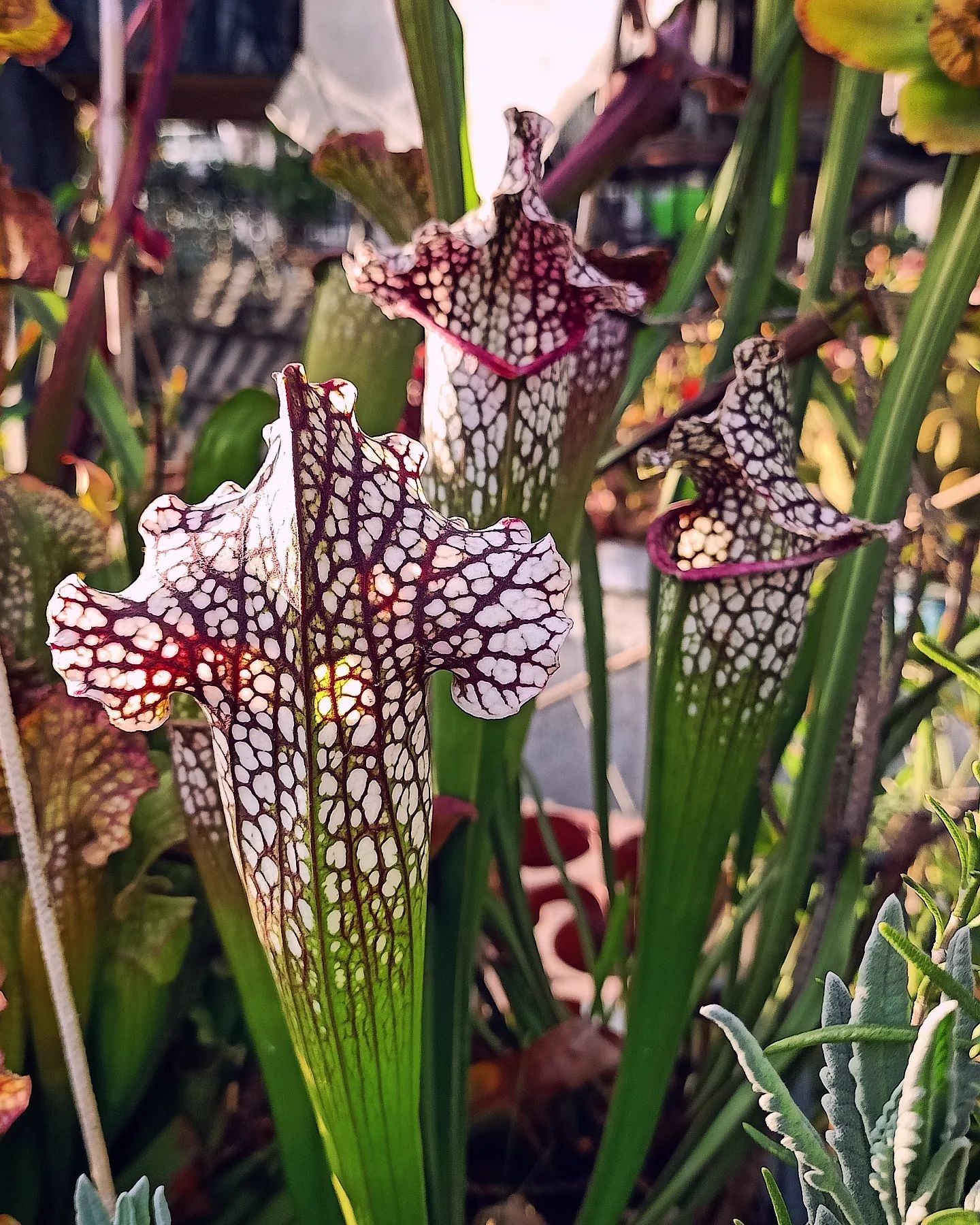 Sarracenia Sweet Excellence – Zarif Etobur Bitki Türü