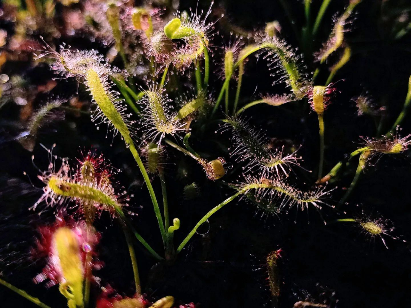 Drosera capensis ''alba''